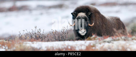 Muskusos op toendra; Muskox in tundra Stock Photo - Alamy