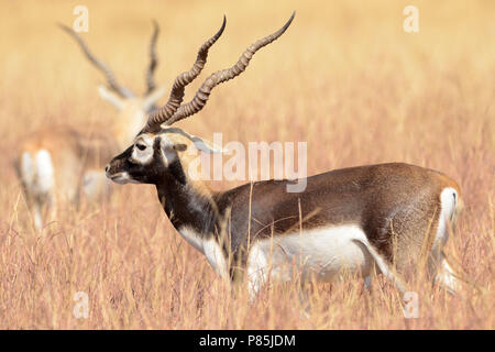 Indische Antilope, Blackbuck, Antilope cervicapra Stock Photo - Alamy