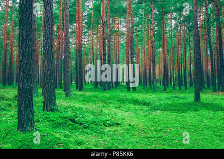 Beautiful nature. Central Europe pine forest. Green landscape Stock ...