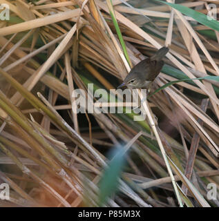 Basra reed warbler (Acrocephalus griseldis), sitting in reed, Iran ...