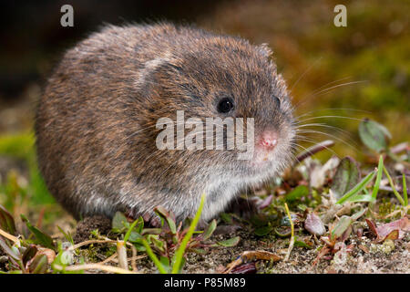 Aardmuis etend op de bosbodem; Field Vole eating on the forest floor ...