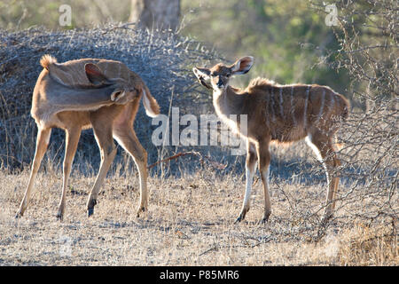 Grote koedoe, Greater Kudu Stock Photo - Alamy