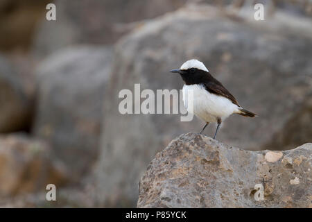 Arabian Wheatear - Schwarzrücken-Steinschmätzer - Oenanthe lugens ssp ...