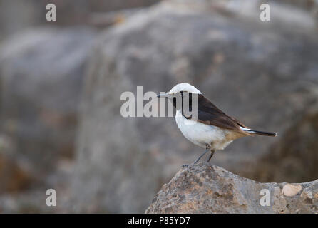 Arabian Wheatear - Schwarzrücken-Steinschmätzer - Oenanthe lugens ssp ...