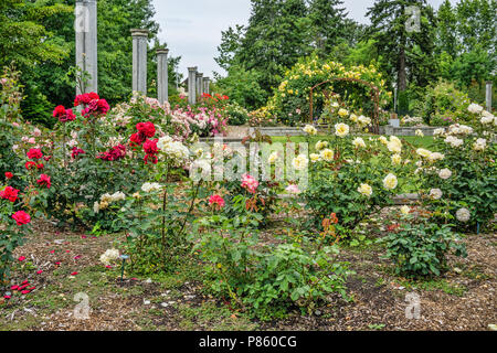 A variedty of Roses are on display in this garden in Seatac, Washington ...