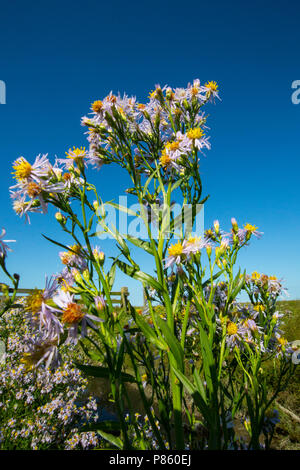 sea aster. Strandaster Stock Photo - Alamy