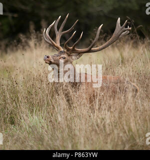 Edelhert man; Red deer male Stock Photo - Alamy