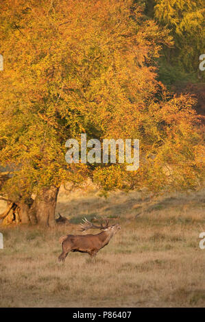 Edelhert man; Red deer male Stock Photo - Alamy