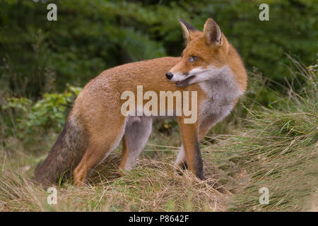 Vos; Red fox Stock Photo - Alamy