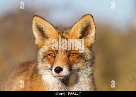 vos portret, red fox portret Stock Photo - Alamy