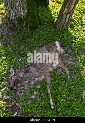 Dode Ree; Dead Roe Deer Stock Photo - Alamy