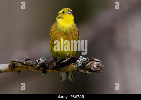 Zigolo giallo; Yellowhammer; Emberiza citrinella Stock Photo - Alamy