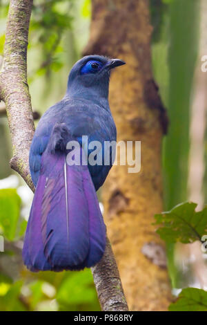 Adult Blue Coua (Coua caerulea) perched in a tree in tropical ...