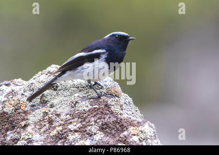 Blue-capped Redstart; Phoenicurus caeruleocephalus Stock Photo - Alamy