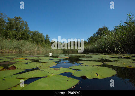 Natuurgebied Botshol, Nature reserve Botshol Stock Photo - Alamy