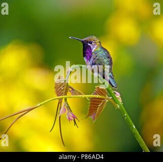 Hommelkolibrie, Bumblebee hummingbird, Atthis heloisa Stock Photo - Alamy