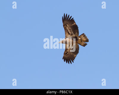 Immature Bald eagle in flight among flock of ducks put up by its ...