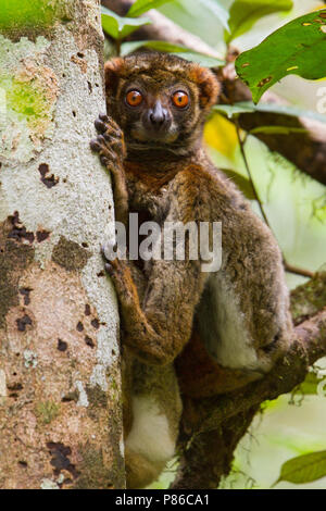 Eastern woolly lemur (Avahi laniger), also known as the eastern avahi ...