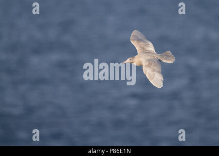 Glaucous Gull (Larus hyperboreus ssp. hyperboreus), Norway, 2 cy Stock ...