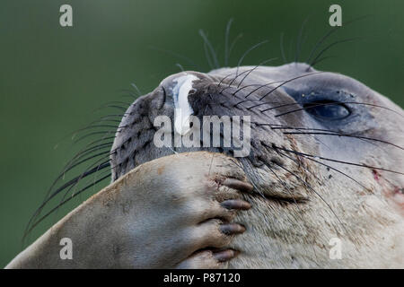 Close up van de kop van een Oostelijke smaragdhagedis, Closeup of the ...