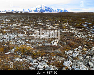 Toendra, Spitsbergen; Tundra, Spitsbergen Stock Photo - Alamy