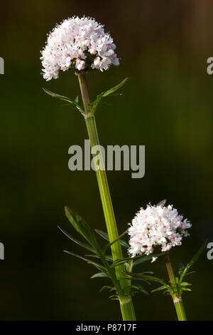 Bloeiende Kleine valeriaan Nederland, Flowering Marsh Valerian ...