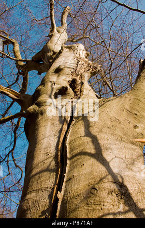 Boom in Vecht en Beneden Rogge; Tree in Vecht en Beneden Rogge Stock ...