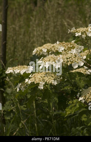 Guelder-rose flowers, Gelderse roos bloemen Stock Photo - Alamy
