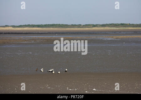 Waddenzee bij Schiermonnikoog; Wadden Sea at Schiermonnikoog Stock ...