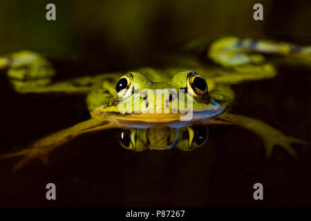 Poelkikker; Pool Frog Stock Photo - Alamy