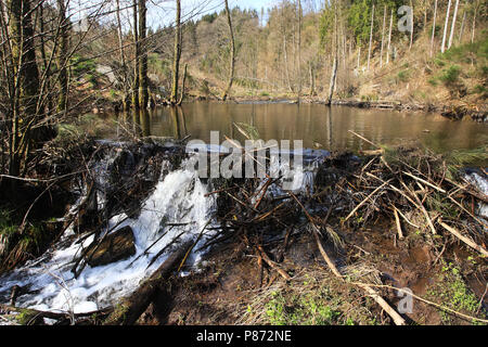 Bever dam; Beaver dam Stock Photo - Alamy