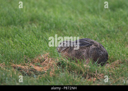 Europese Haas, European Hare Stock Photo - Alamy