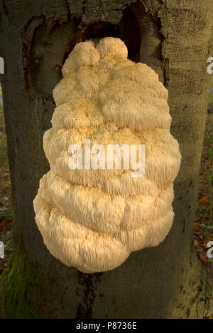 Lion's Mane Mushroom Stock Photo - Alamy