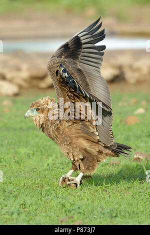 Immature Bataleur (Terathopius ecaudatus Stock Photo - Alamy