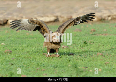 Immature Bataleur (Terathopius ecaudatus Stock Photo - Alamy