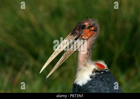 Afrikaanse Maraboe portret; Marabou Stork portret Stock Photo - Alamy