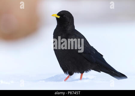Alpenkauw, Alpine Chough Stock Photo - Alamy