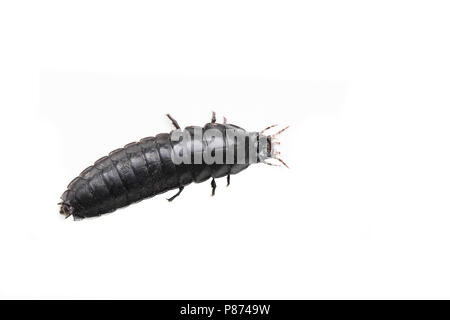 Larvae of Bronze Carabid (Carabus nemoralis) from south-western Norway ...