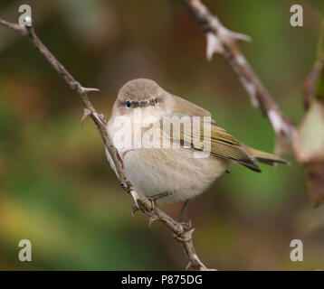 Common Chiffchaff (Phylloscopus collybita) calling Norfolk February ...