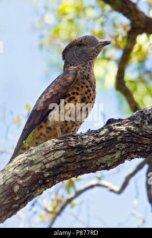 Madagascar cuckoo roller female Stock Photo - Alamy