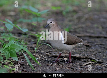 Grenada Dove, Leptotila wellsi) critically endangered and endemic to ...