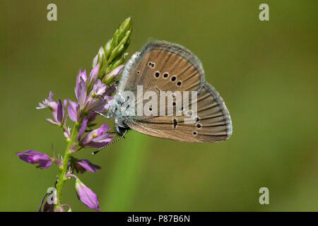 Klaverblauwtje / Mazzarine Blue (Polyommatus semiargus Stock Photo - Alamy