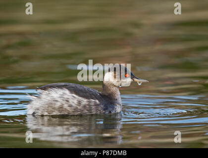 Black-necked Grebe winterplumage, Geoorde Fuut in winterkleed Stock ...