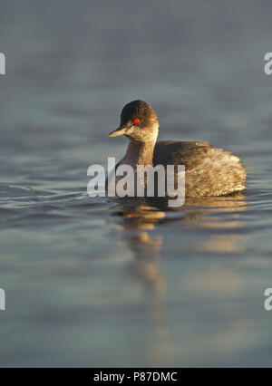 Black-necked Grebe winterplumage, Geoorde Fuut in winterkleed Stock ...