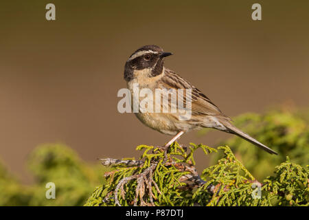 Black-throated Accentor - Schwarzkehlbraunelle - Prunella atrogularis ...