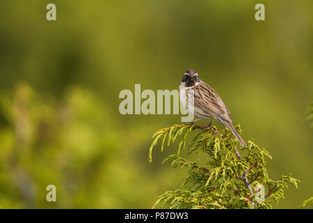 Black-throated Accentor - Schwarzkehlbraunelle - Prunella atrogularis ...