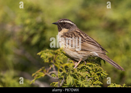 Black-throated Accentor - Schwarzkehlbraunelle - Prunella atrogularis ...