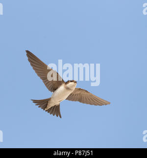 Common house martin in flight catching insects above water (Delichon ...