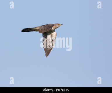 Oriental Cuckoo - Hopfkuckuck - Cuculus saturatus ssp. optatus, Russia ...