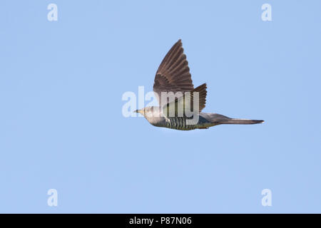 Oriental Cuckoo - Hopfkuckuck - Cuculus saturatus ssp. optatus, Russia ...